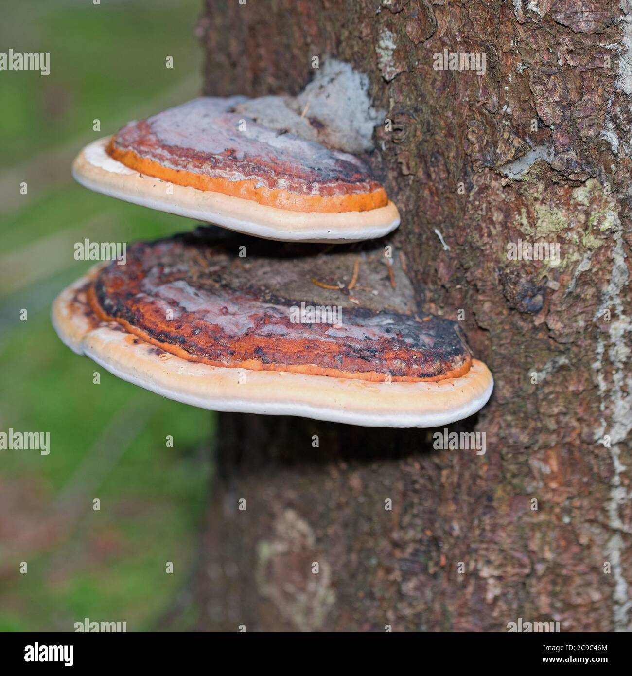 Tree fungus fomitopsis hi-res stock photography and images - Alamy