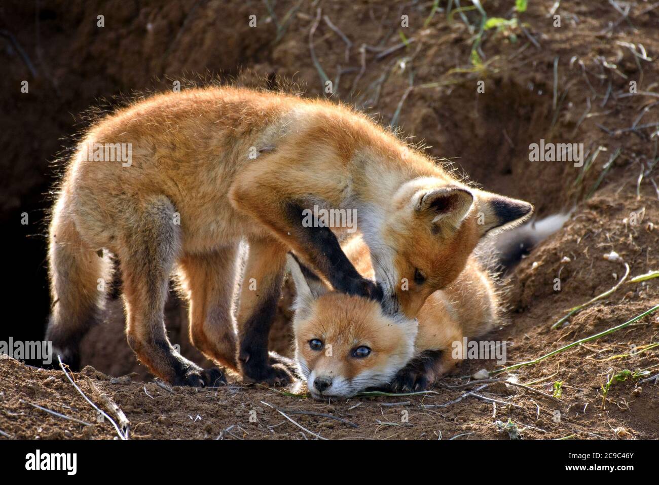 Fox playing hi-res stock photography and images - Alamy