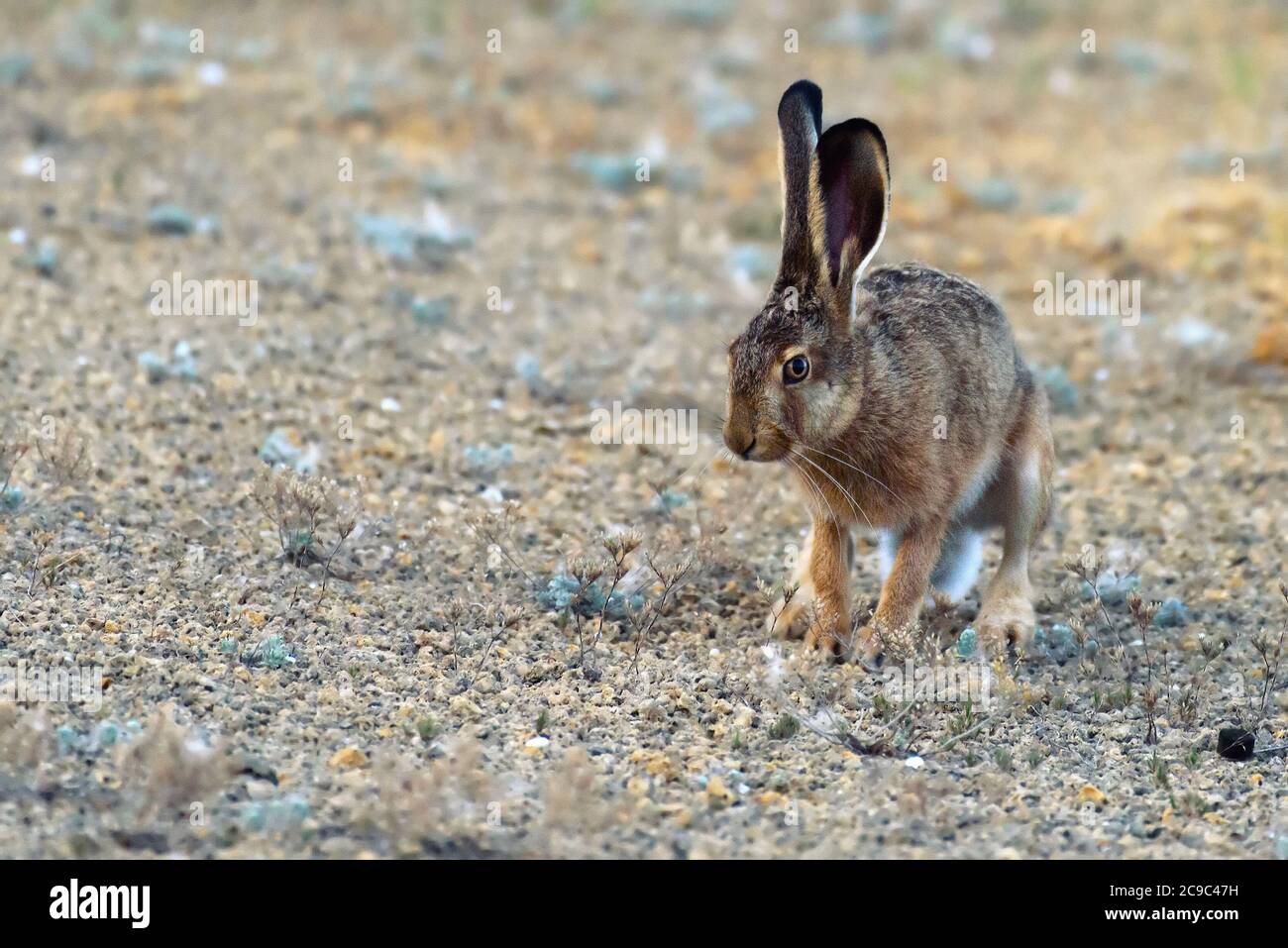 Hare stands hi-res stock photography and images - Alamy