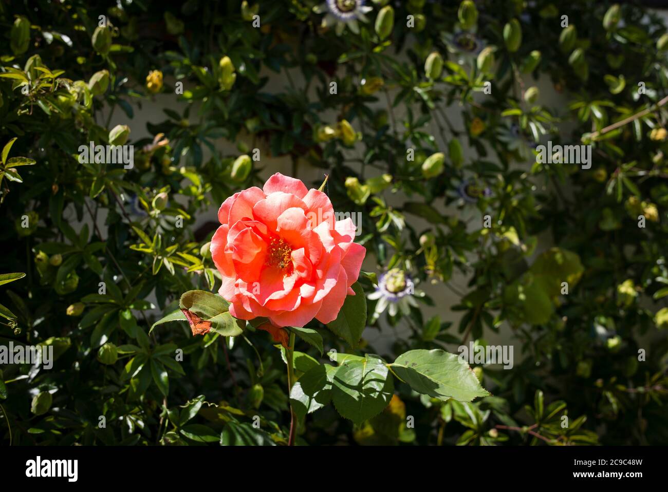 Large salmon colored flowers hi-res stock photography and images - Alamy