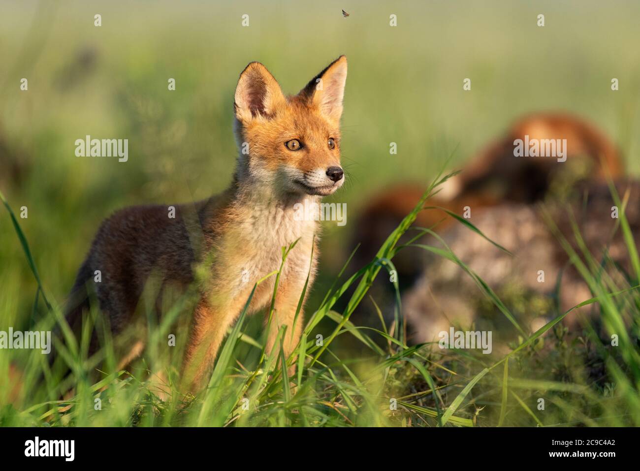 Russet fox hi-res stock photography and images - Alamy