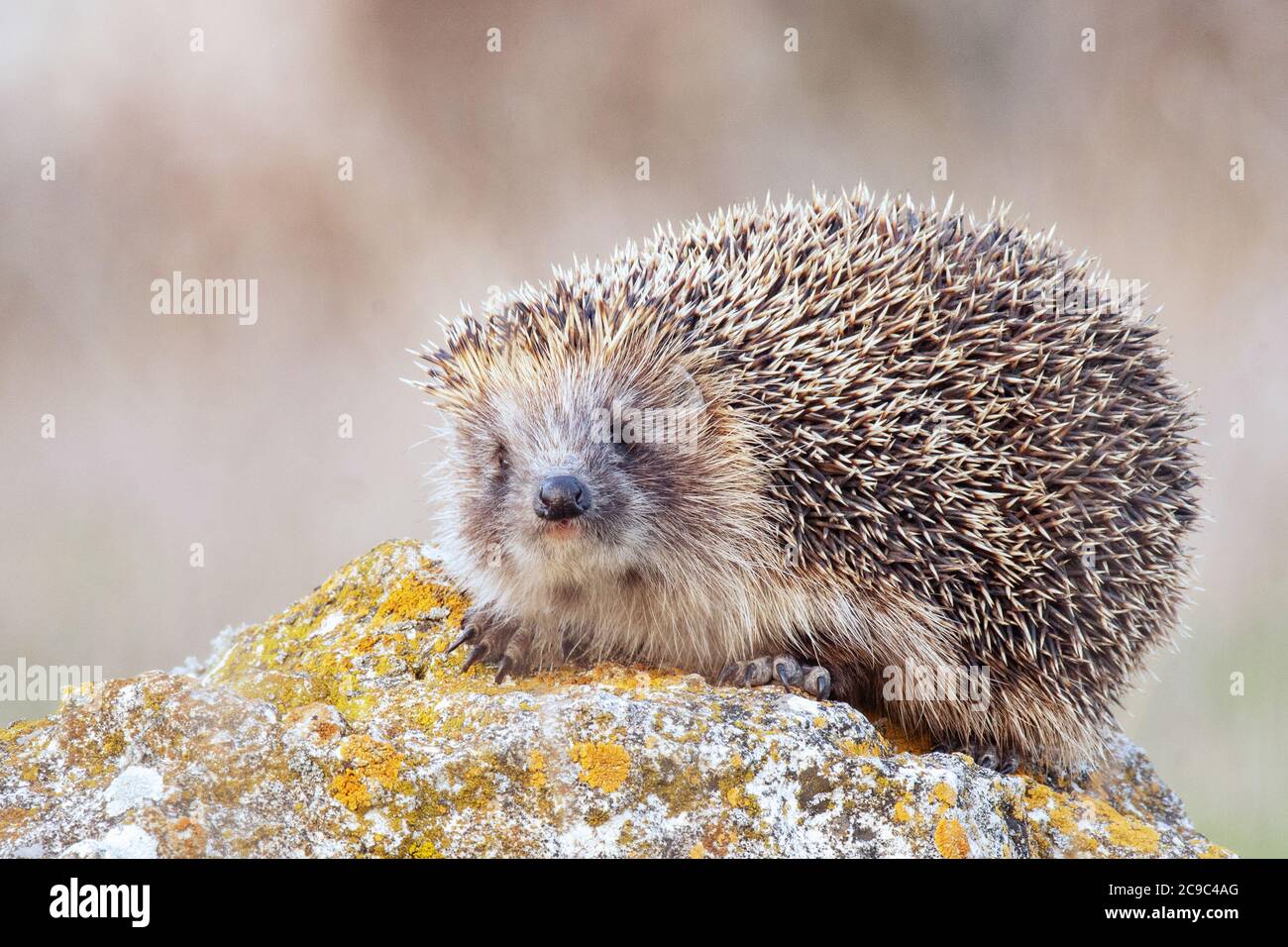 European hedgehog hi-res stock photography and images - Alamy