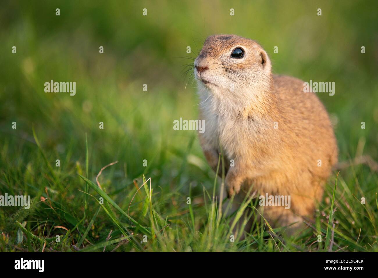 Ground squirrel (Spermophilus pygmaeus) standing in the grass Stock ...