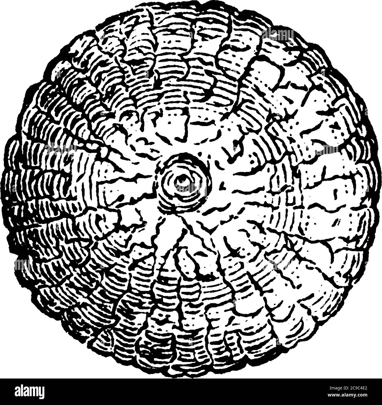 Bands centre Black and White Stock Photos & Images - Alamy