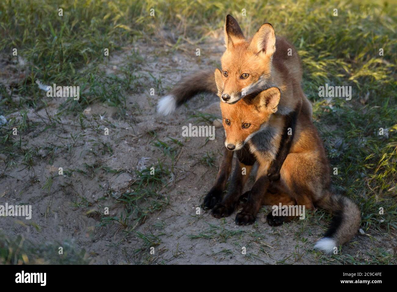 Two Little Red Fox playing near their burrows. Vulpes vulpes Stock ...