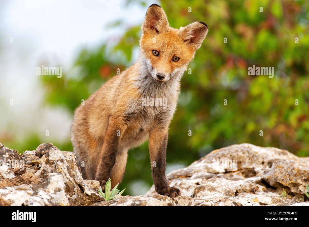 Fox rock den hi-res stock photography and images - Alamy