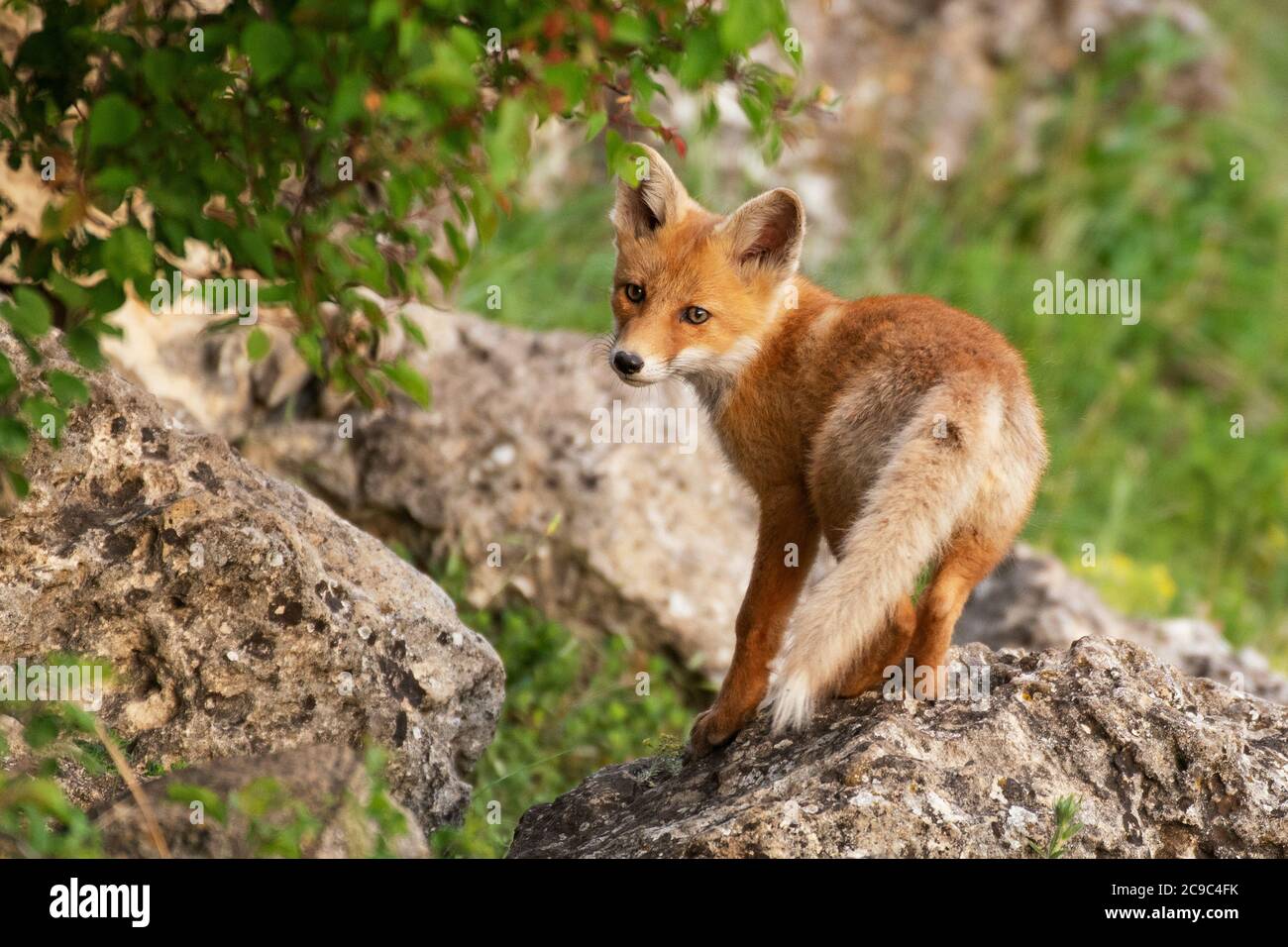 Red fox pups on rock hi-res stock photography and images - Alamy