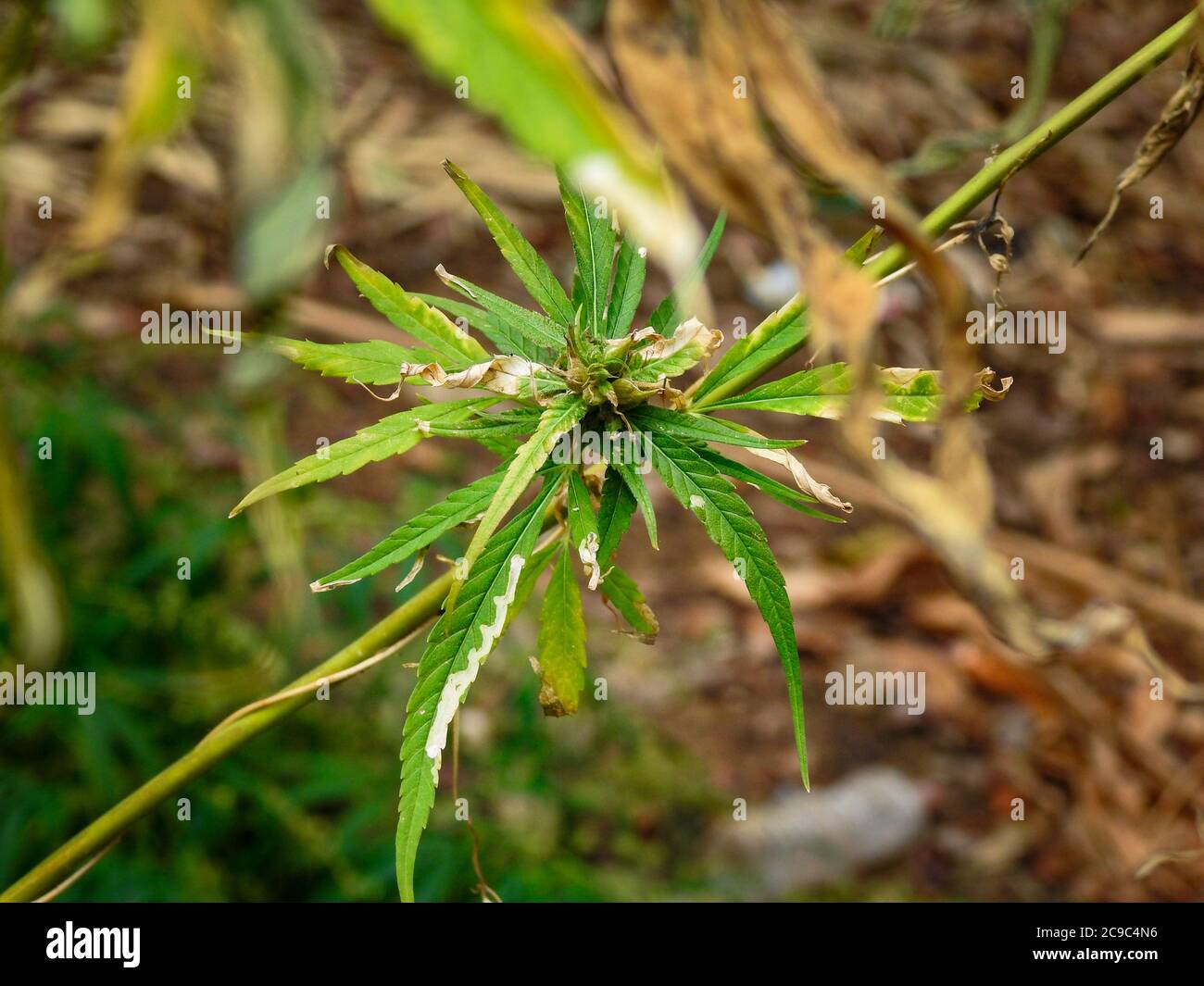 Bhang plant hi-res stock photography and images - Alamy