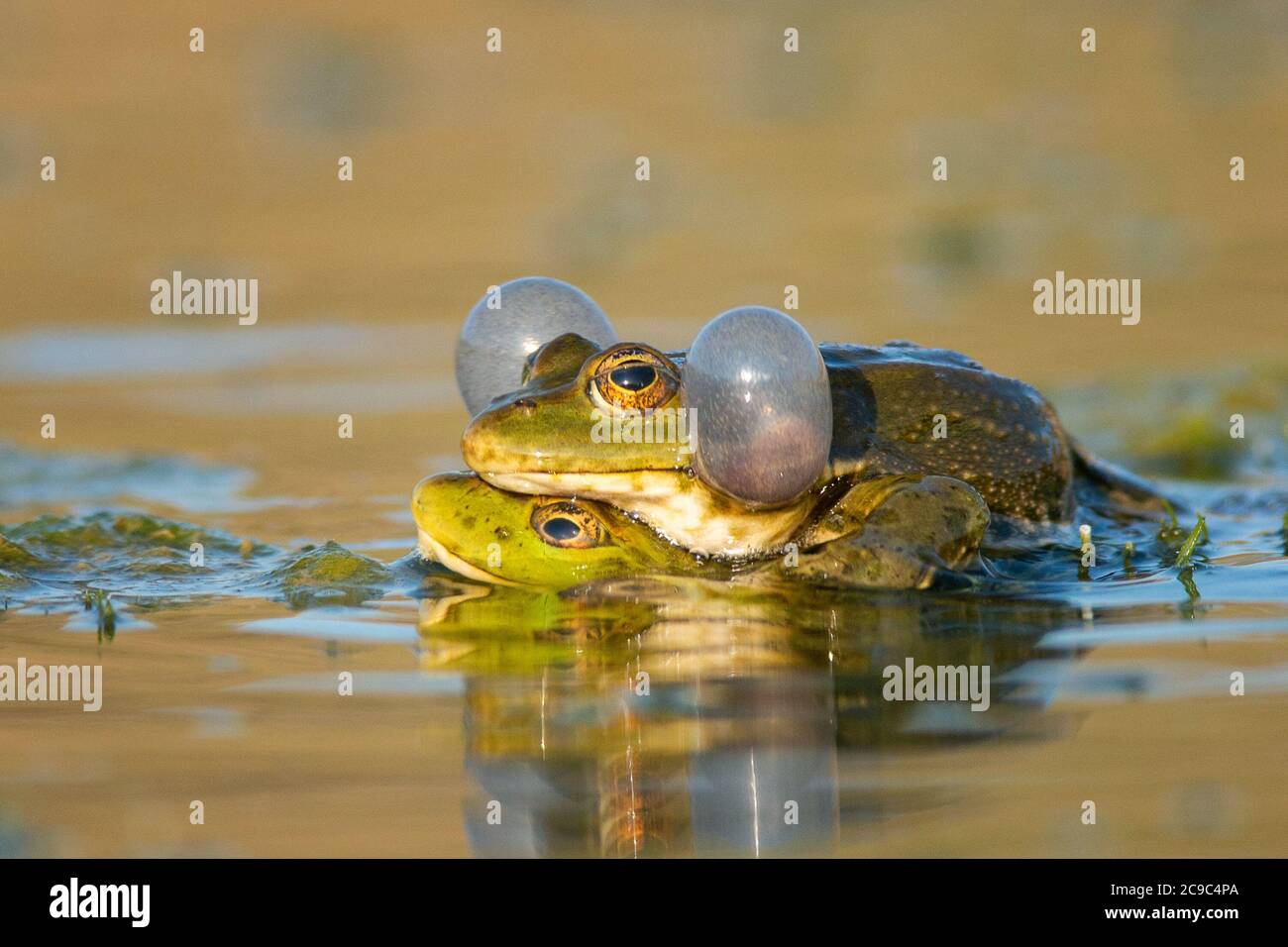 Natural habitats hi-res stock photography and images - Alamy