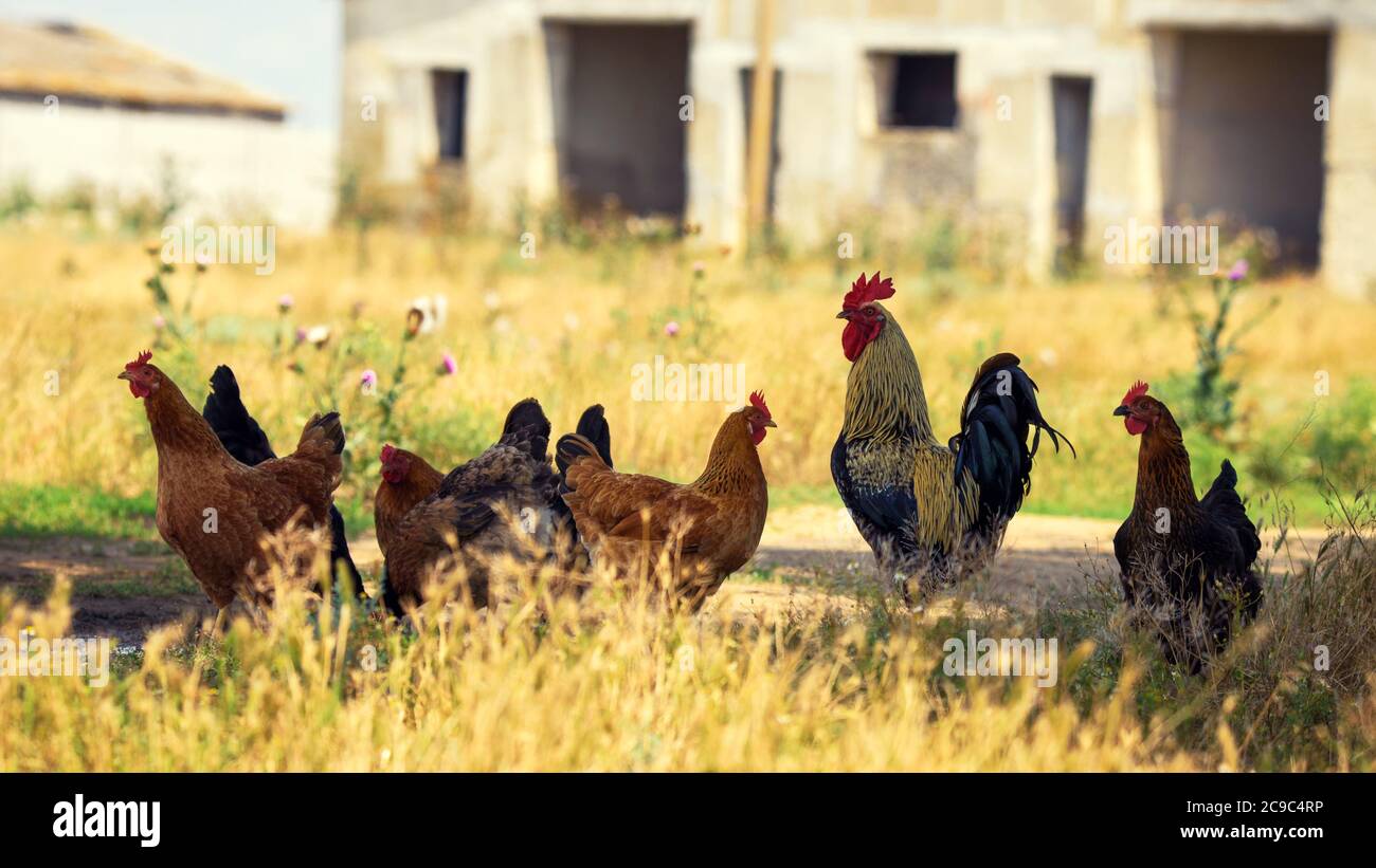 Rooster with chickens on an abandoned farm Stock Photo - Alamy