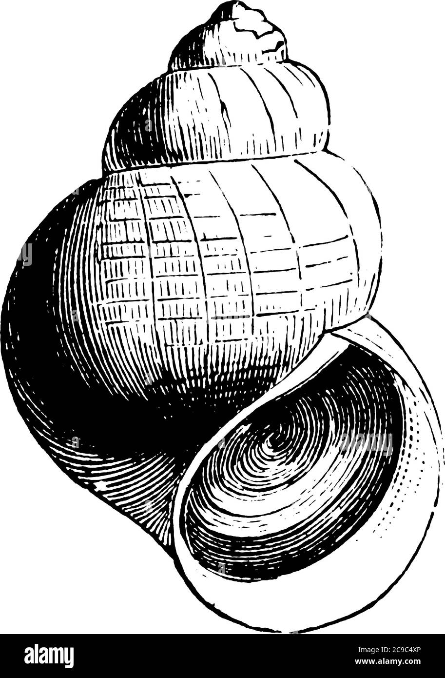 Pond Snail is a species of large air-breathing freshwater snail in the ...