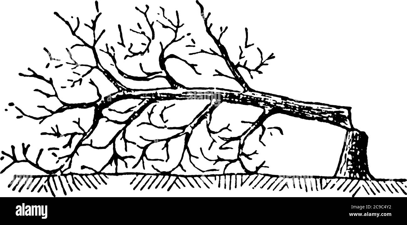 A typical representation of slashing. An abatis formed by felling trees ...