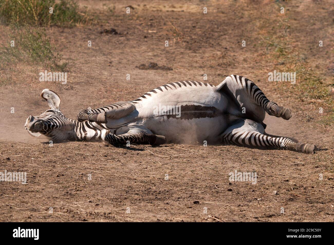 Zebra rolling on dusty ground Stock Photo - Alamy