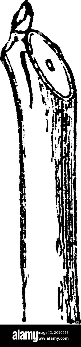 Fruit dra Stock Vector Images - Alamy