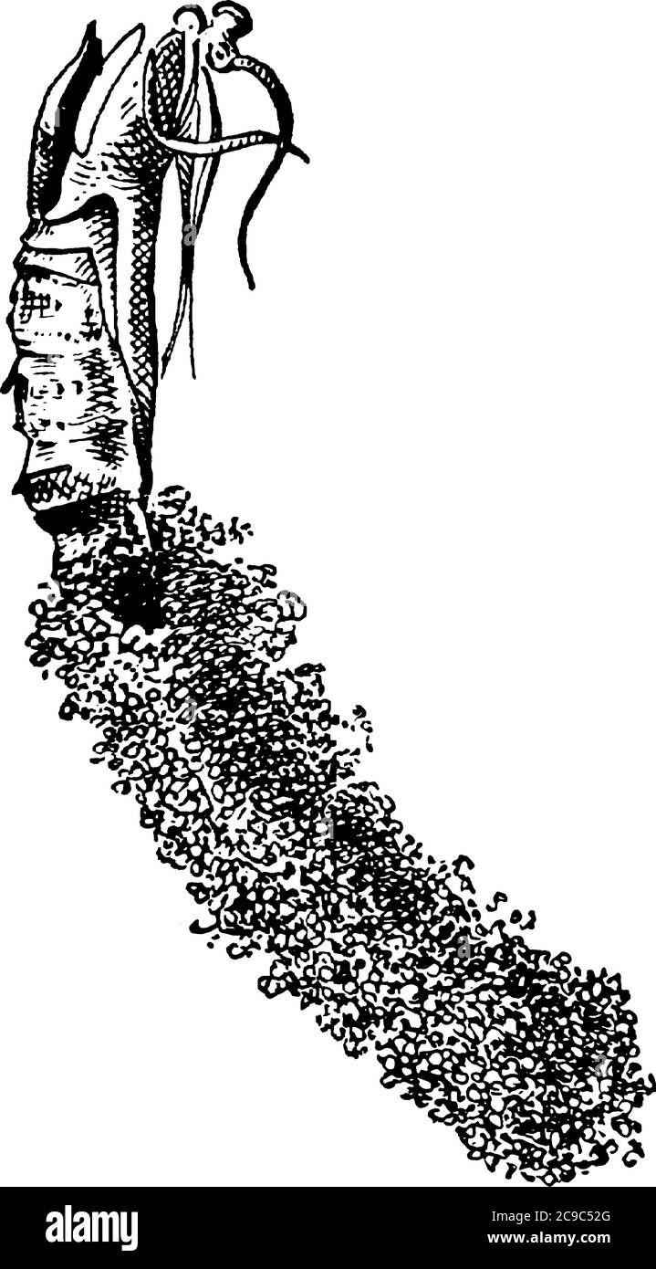 A typical representation of the chip cocoon with extruded pupa skin, of ...