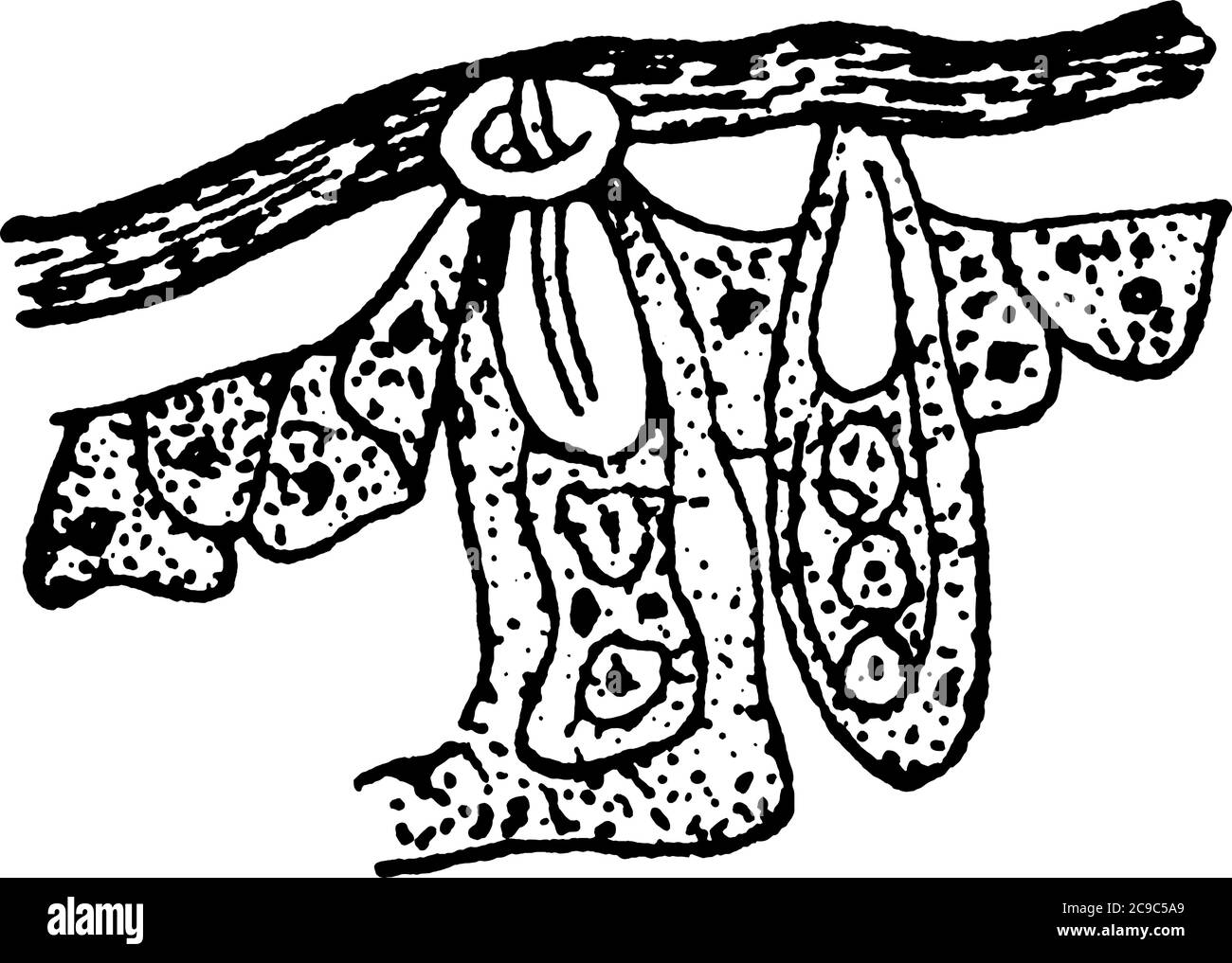 Taste organs in a wasp, vintage line drawing or engraving illustration ...