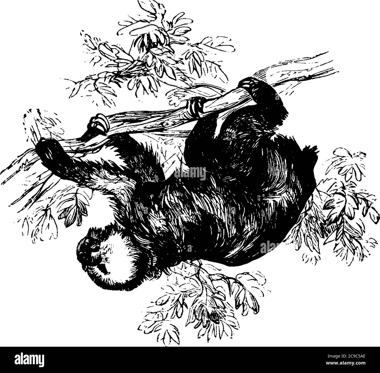 Sloth is a small mammal hanging from a tree branch, vintage line ...