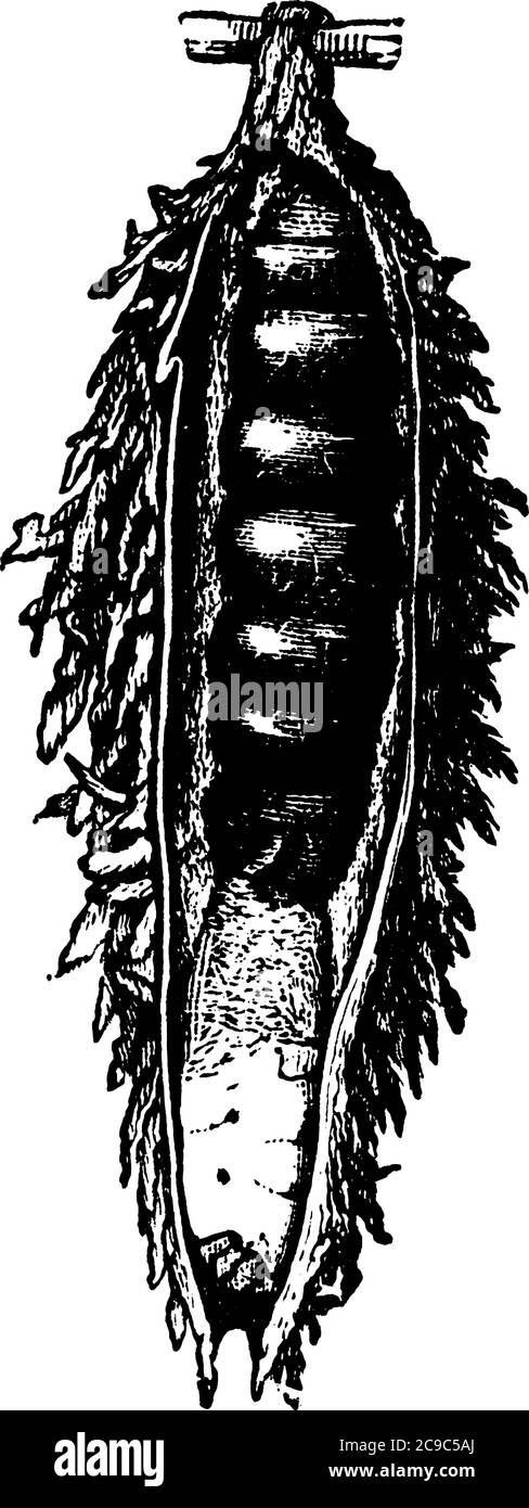 Vector dra Cut Out Stock Images & Pictures - Alamy