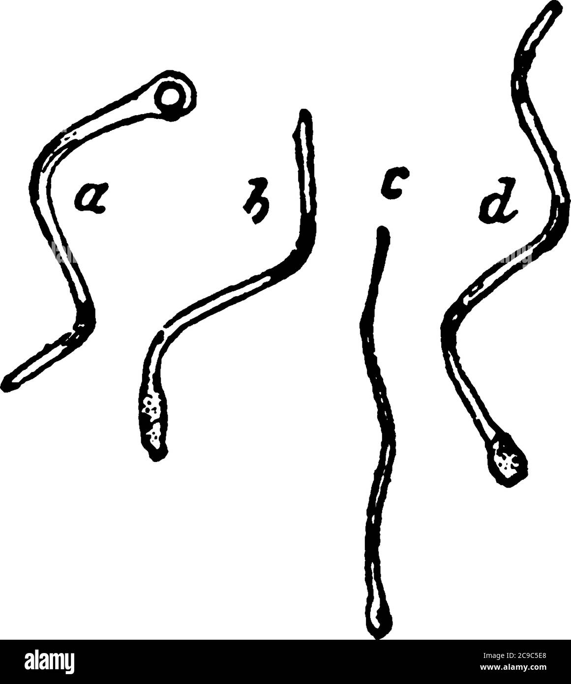 A typical representation of a spore-formation in vibrio like, c, and ...