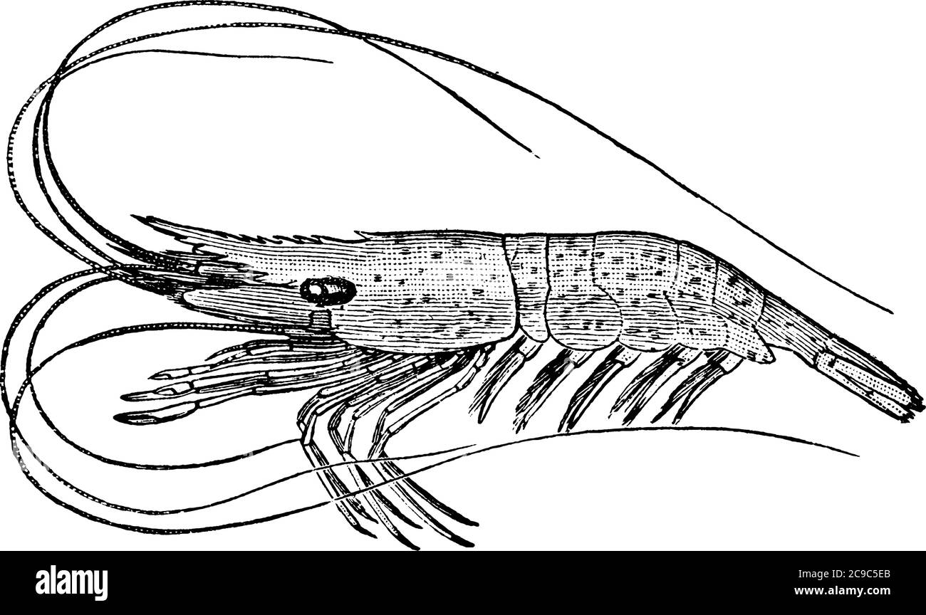 Prawn recipes Stock Vector Images - Alamy