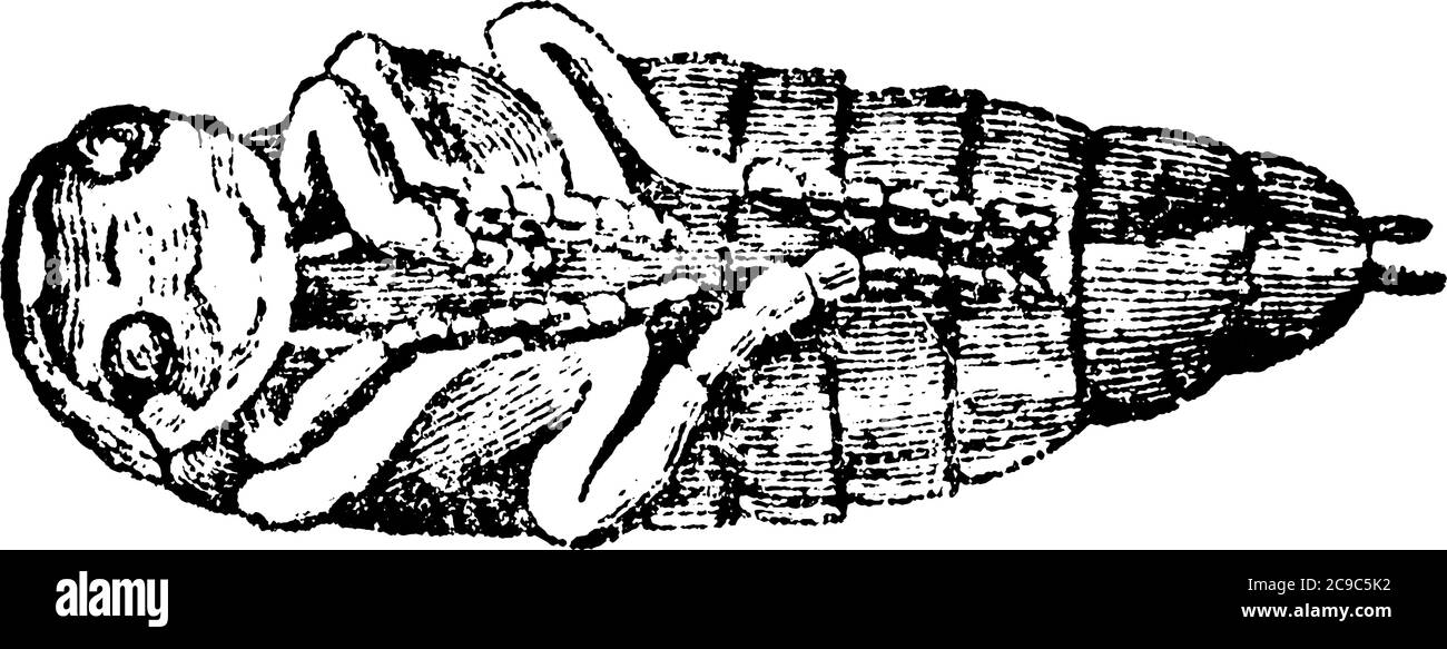 A typical representation of the pupa of the Dytiscus genus, with ...