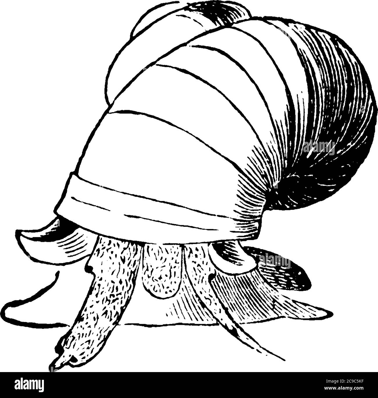 Pond Snail is a species of large air-breathing freshwater snail in the ...