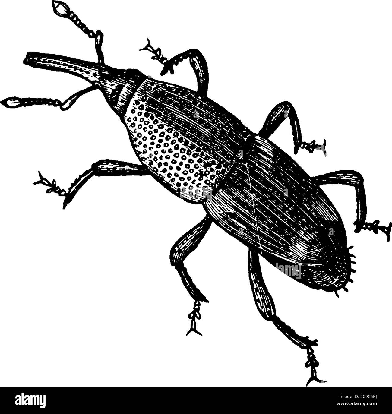 Weevil are small 6mm herbivorous insects, vintage line drawing or ...