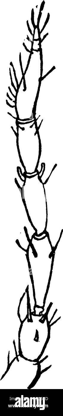 Thrips insects illustration bugs thrips hi-res stock photography and ...