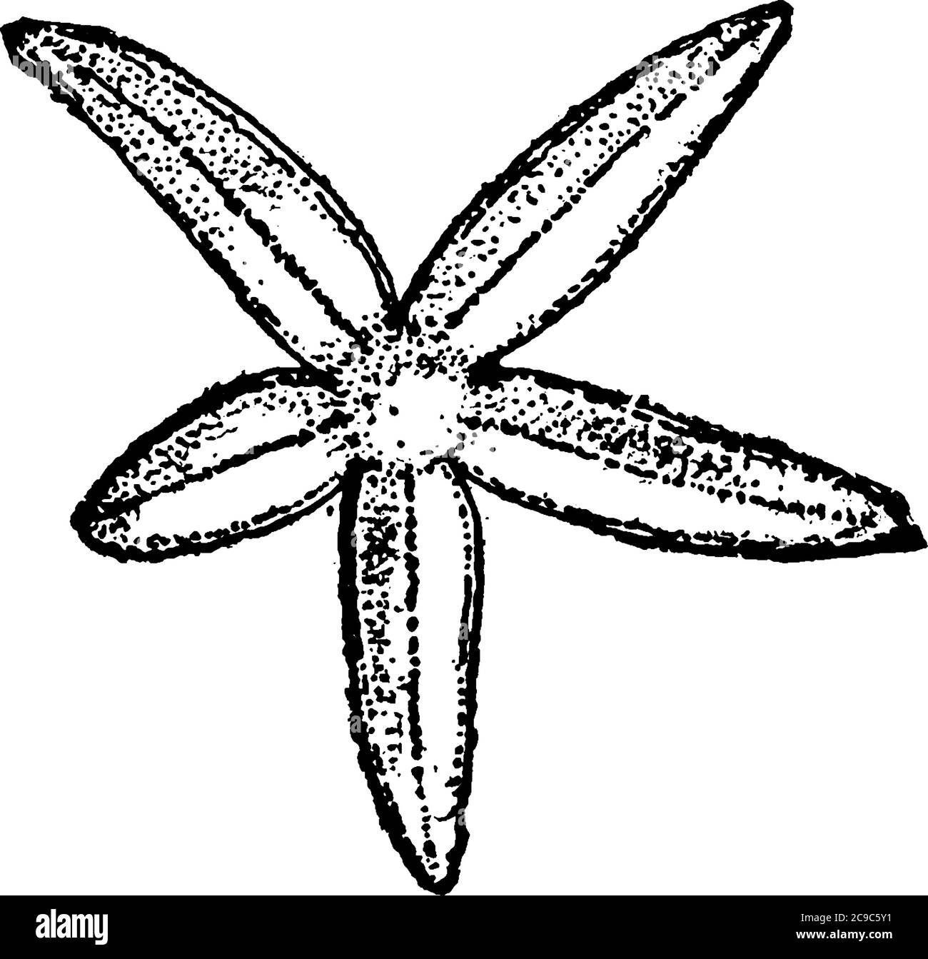 Starfish, with a central disc and five arms, belonging to the class ...