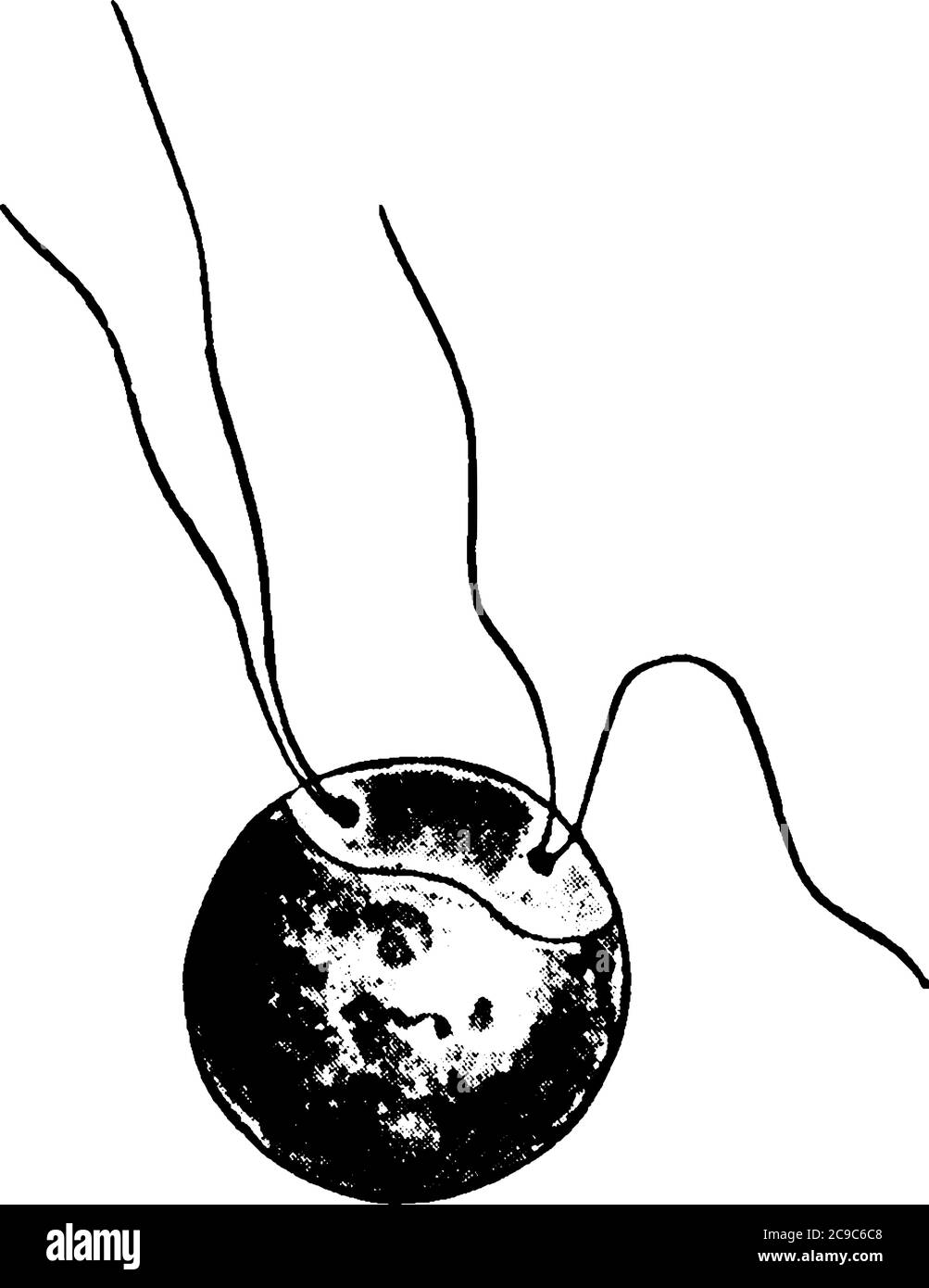 Pandorina cells just fused. These protozoans form colonies, vintage ...