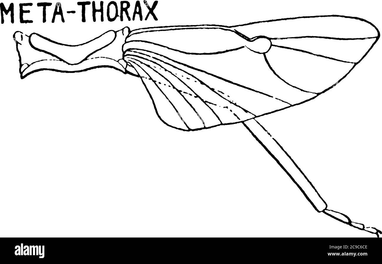 The body section of Stink Bug after the head is called thorax, this ...