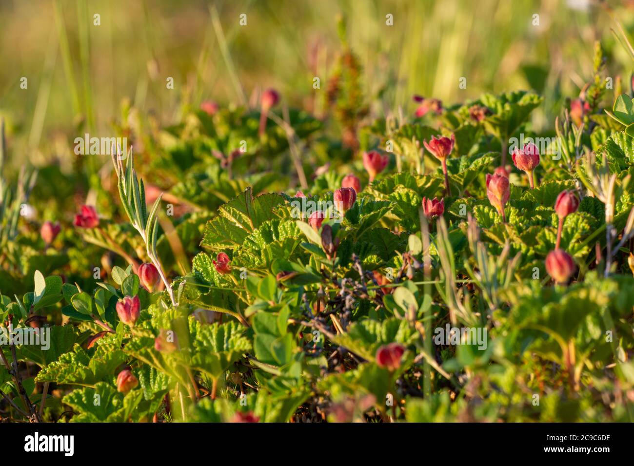 Cloudberry shrub hi-res stock photography and images - Alamy