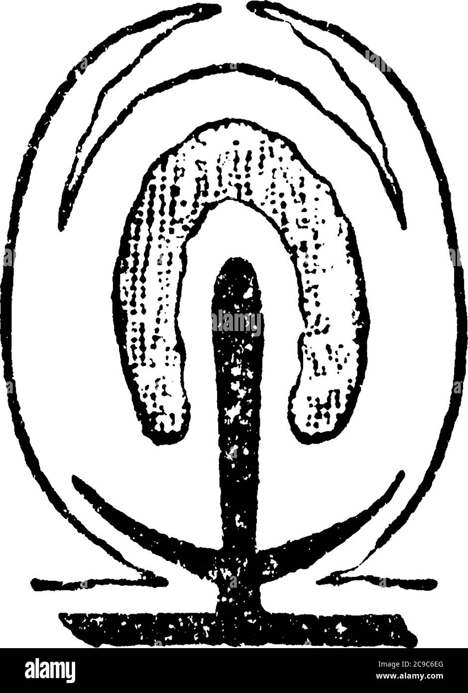 A typical representation of the gradual degeneration of the medusa bud ...