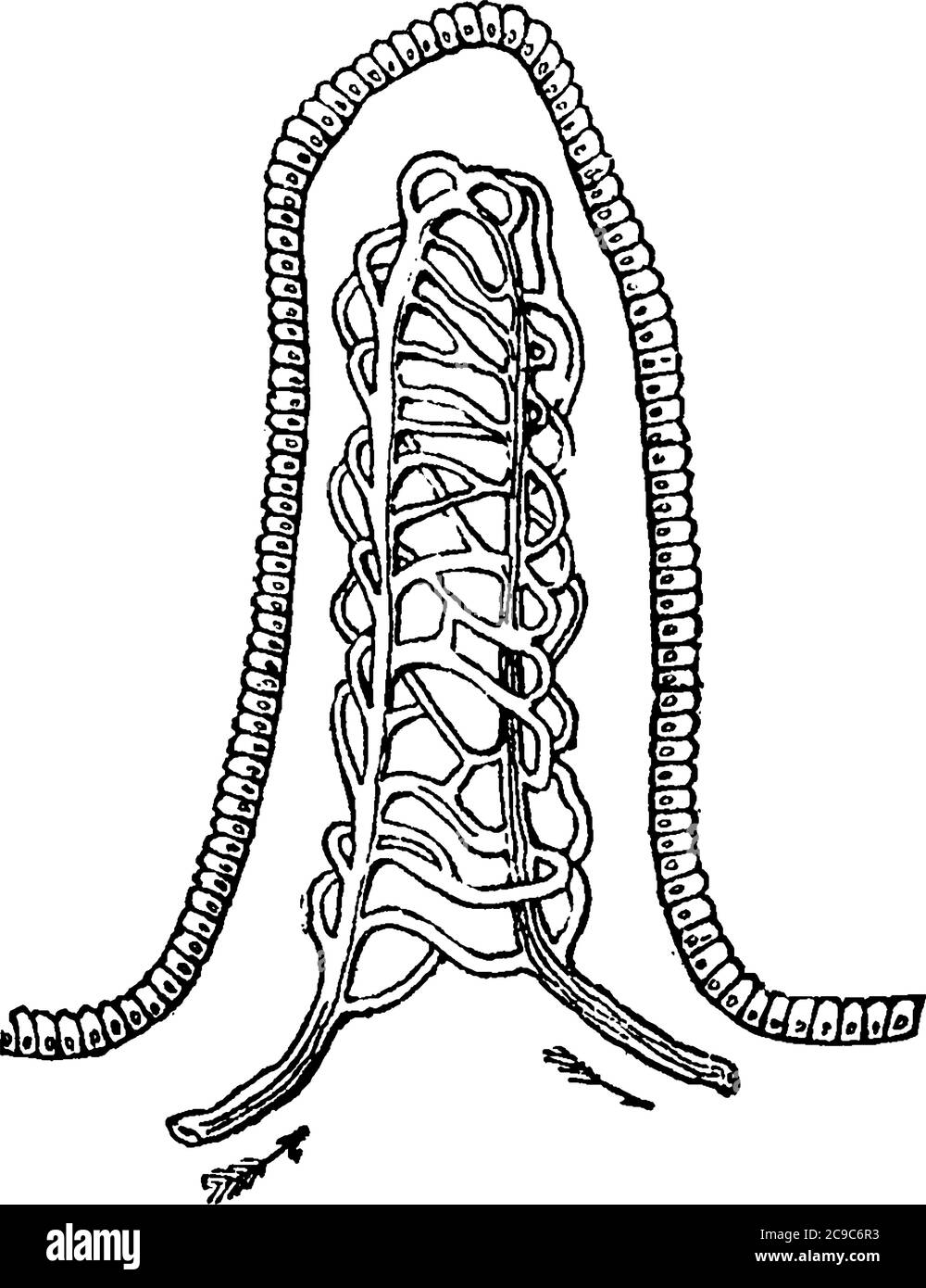 Villus, small finger-like projections that extend into the lumen of the ...
