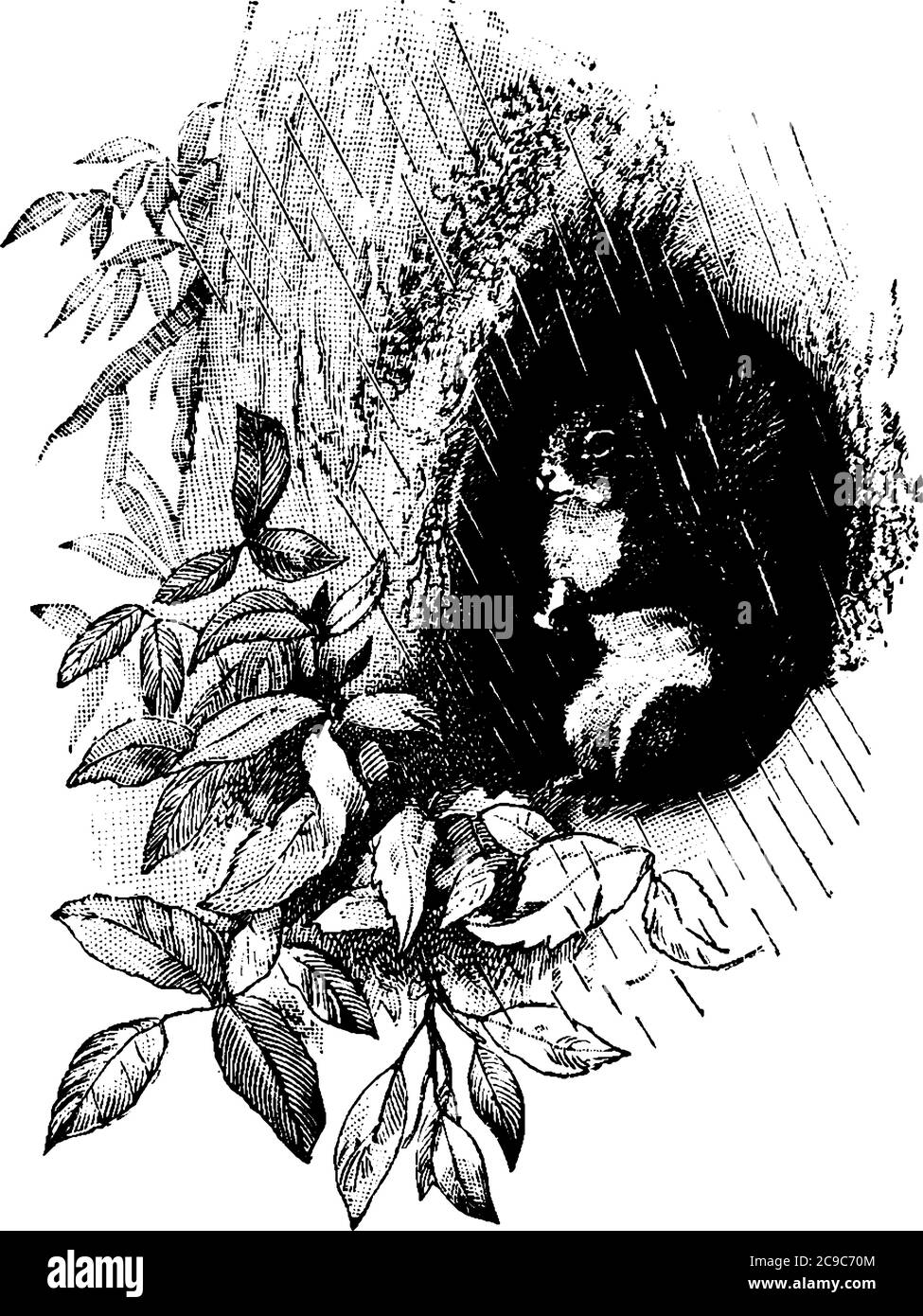 Hiding Behind A Tree Drawing