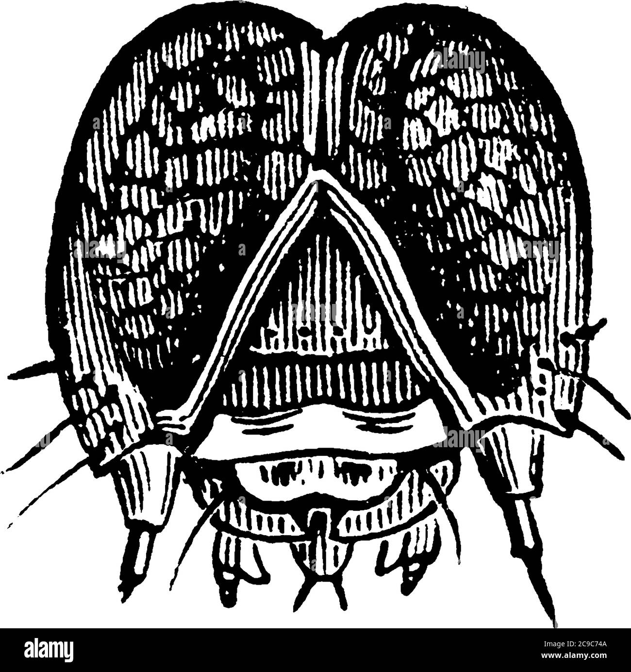 The head of the wheat-head army-worm that is large and has inverted ...