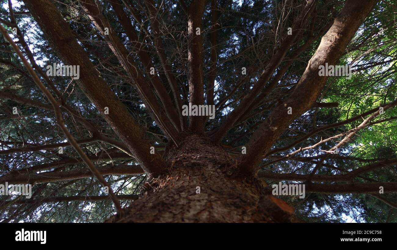 Awesome tree hi-res stock photography and images - Alamy