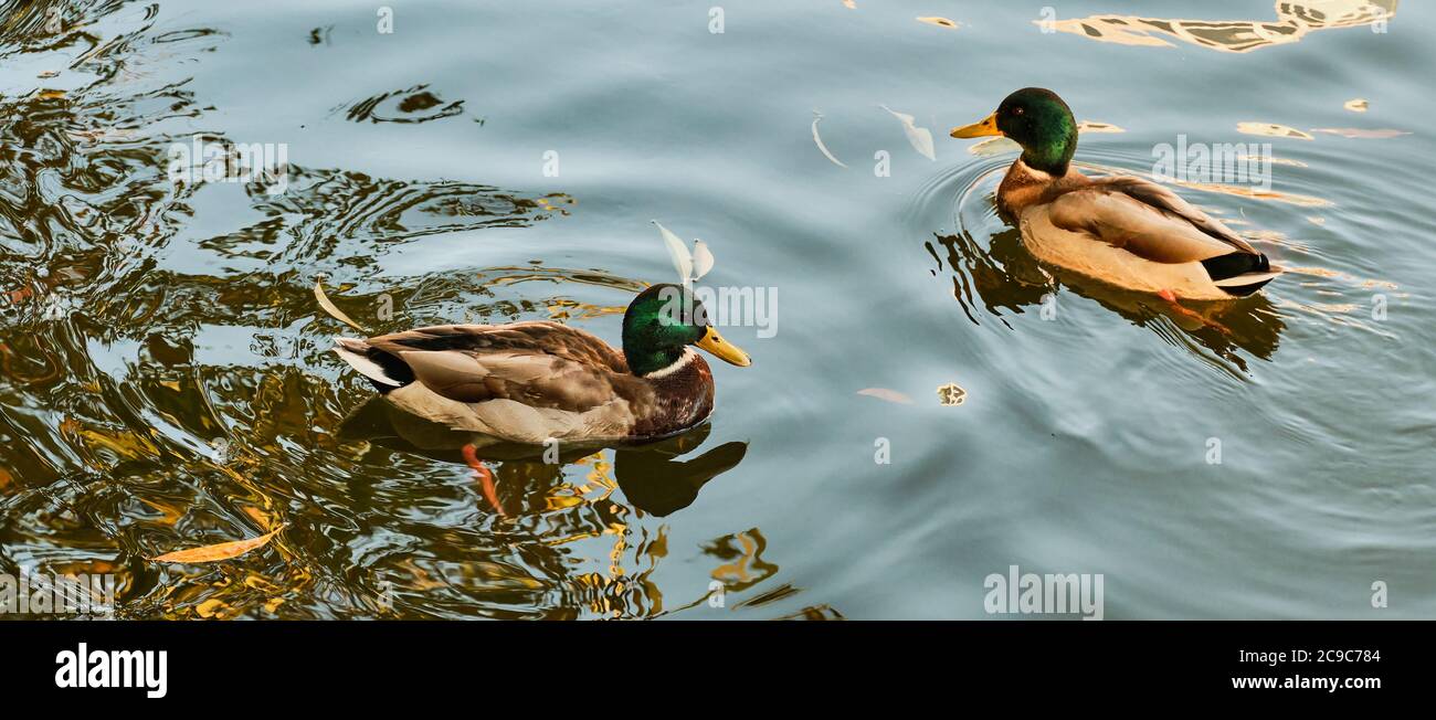Two wild beautiful drakes floating on the river Stock Photo - Alamy