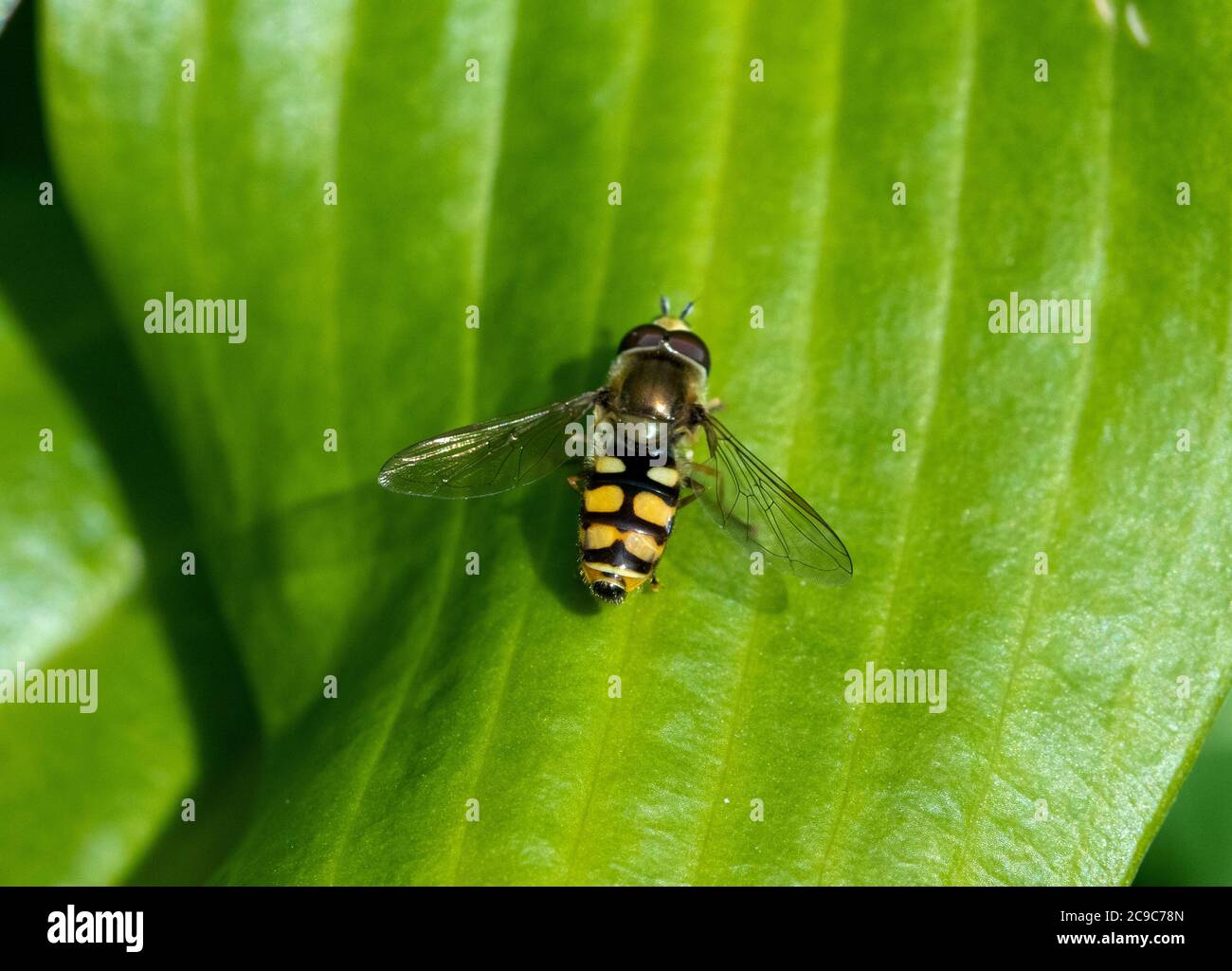 Eupeodes hi-res stock photography and images - Alamy
