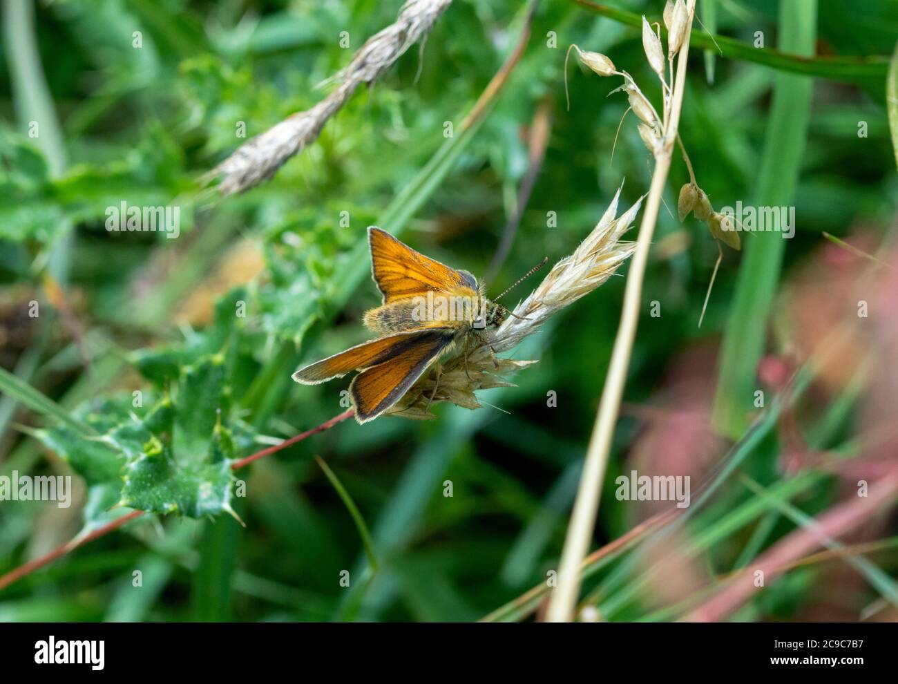 Butterfly at rest hi-res stock photography and images - Alamy