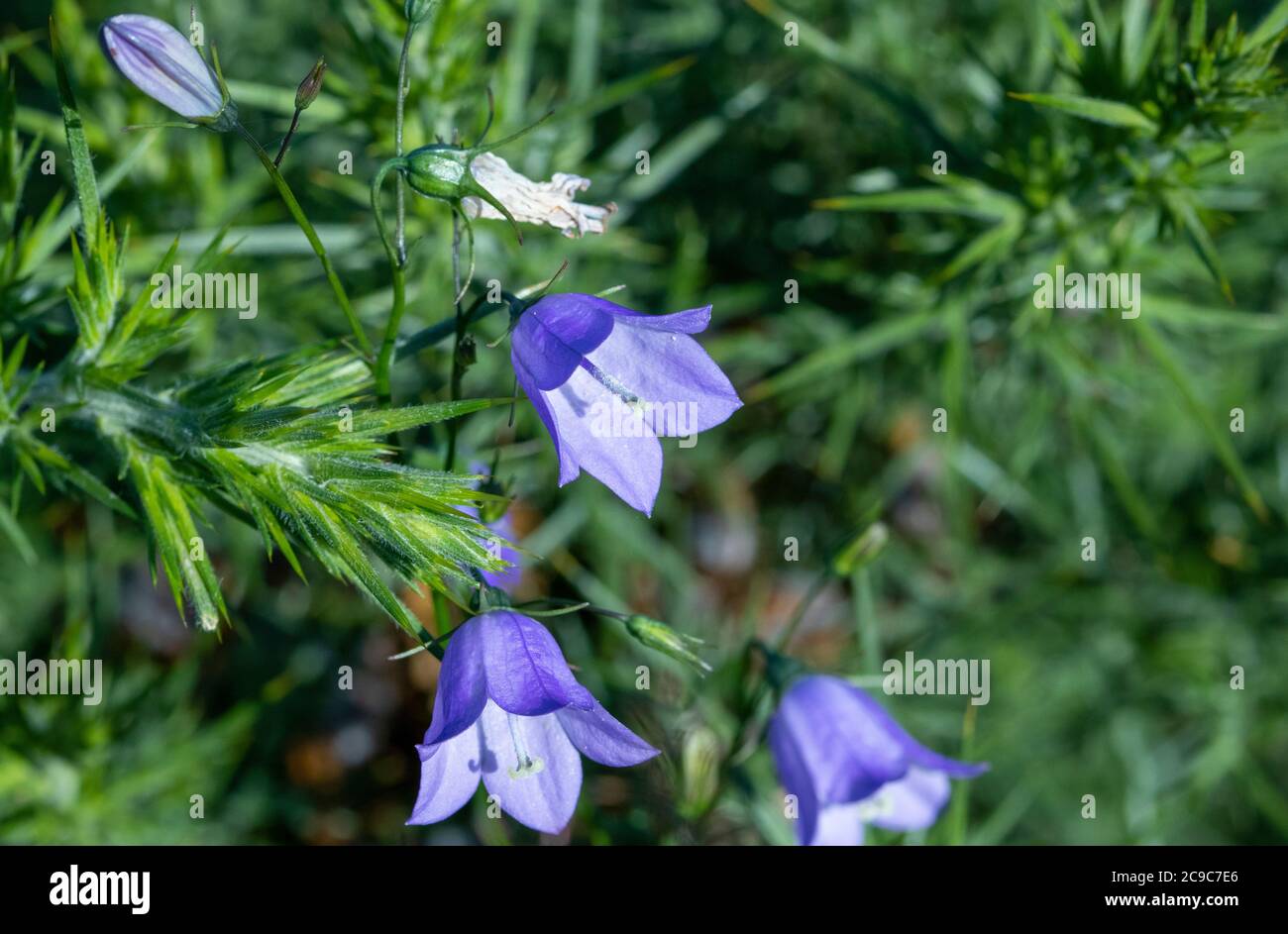 Harebells in flower Stock Photo - Alamy