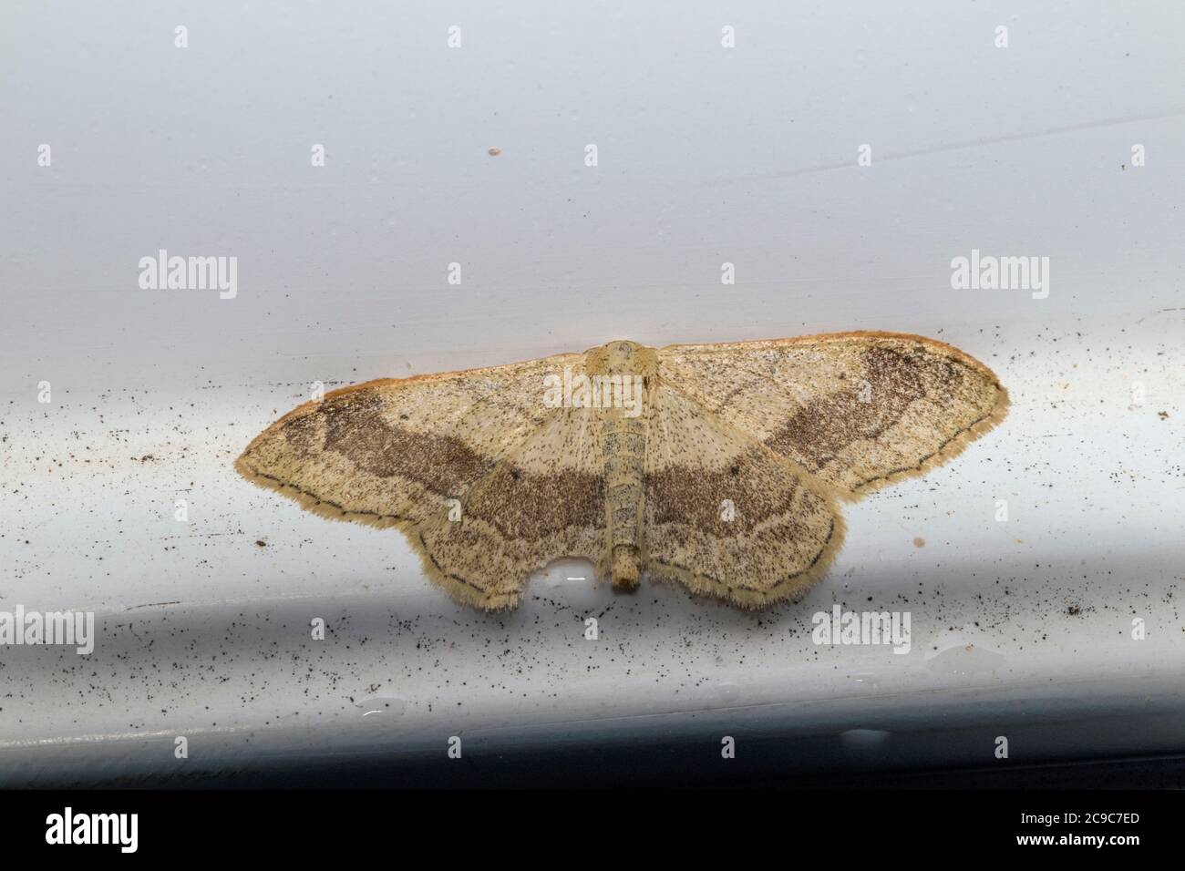 Riband wave moth hi-res stock photography and images - Alamy