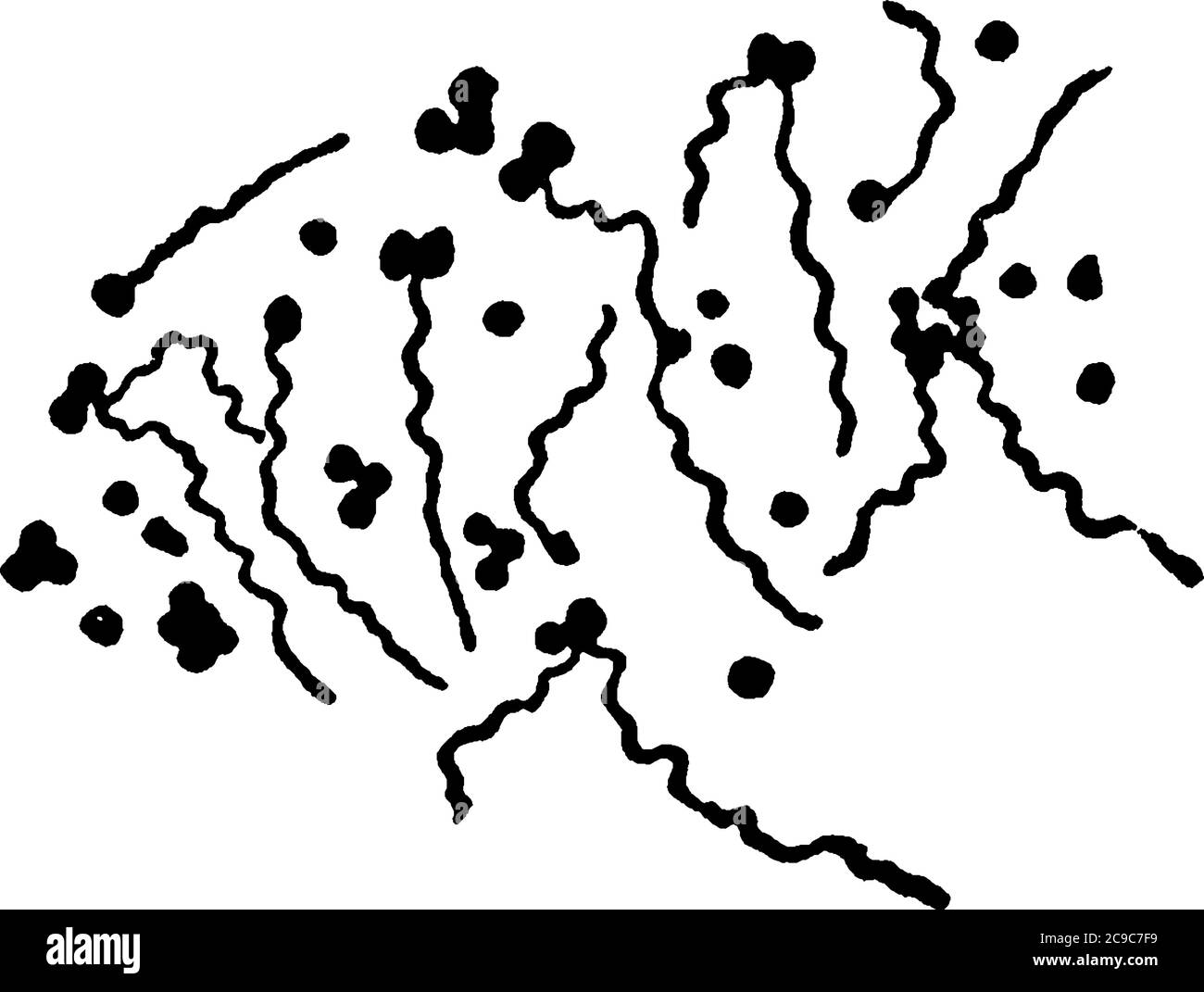 A typical representation of the motile and coccus shaped bacteria ...