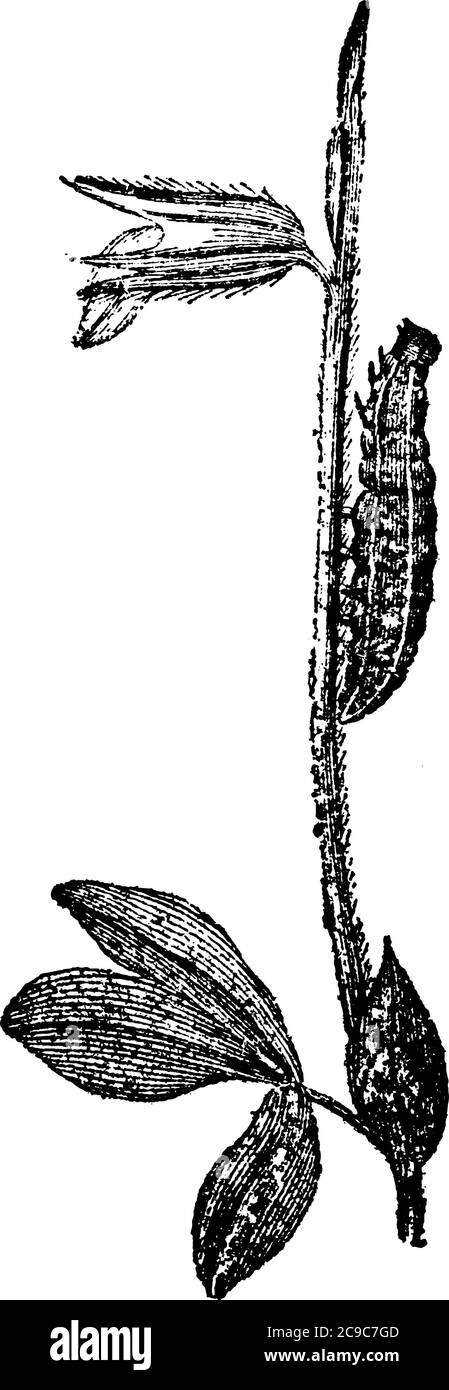 Wings at rest Stock Vector Images - Alamy