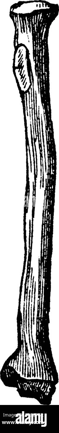 Human arm in white Cut Out Stock Images & Pictures - Alamy