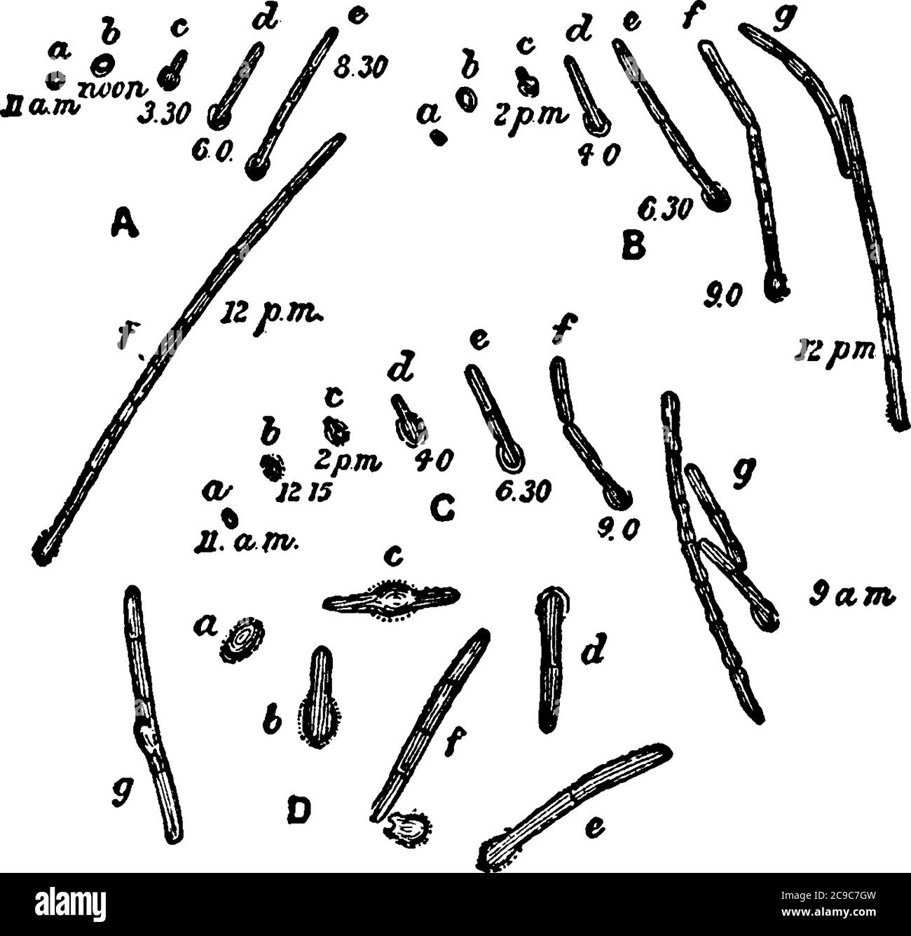 Observation of the various phases of germination of spore of Bacillus ...