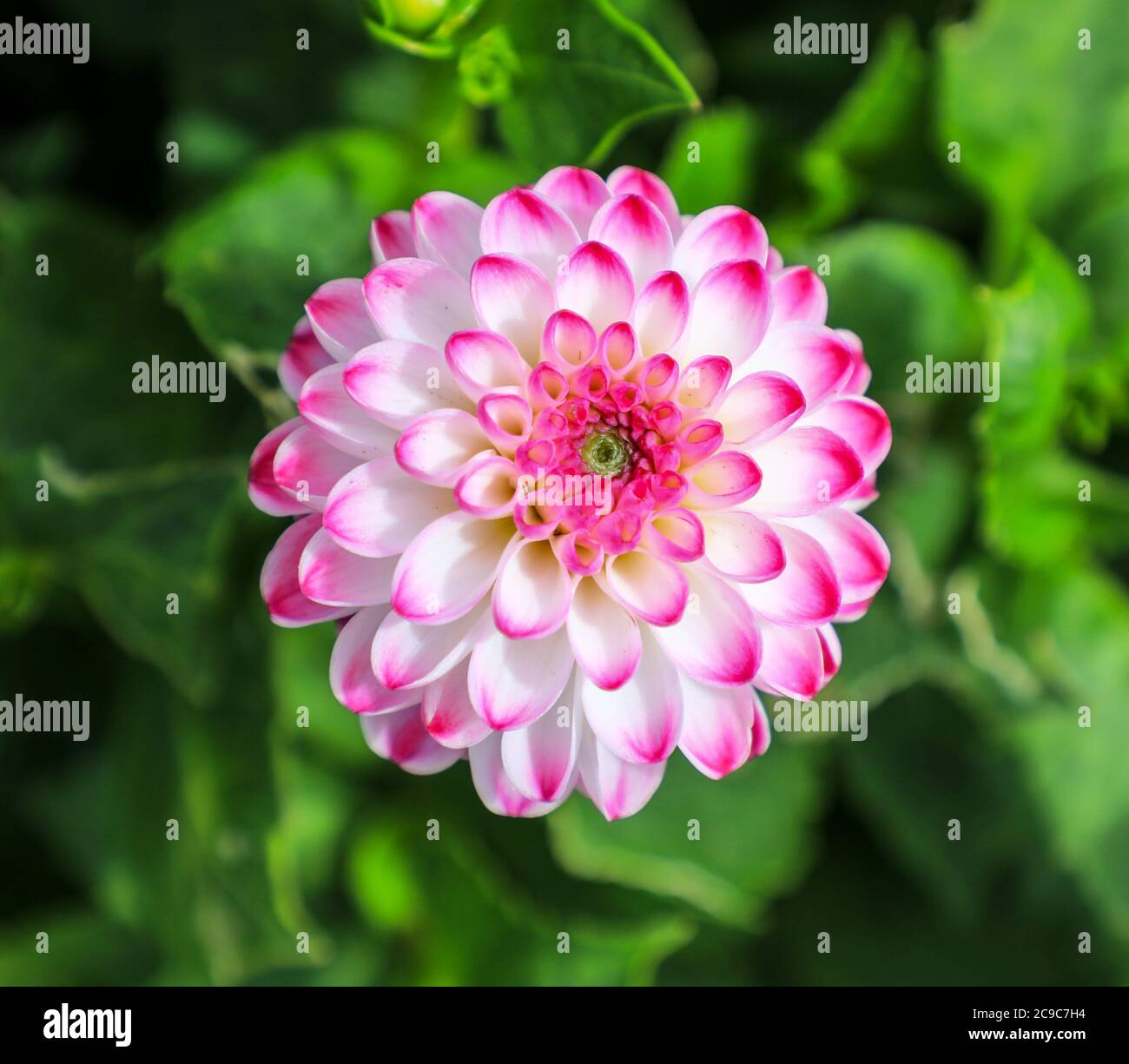 Dahlia white isa hi-res stock photography and images - Alamy
