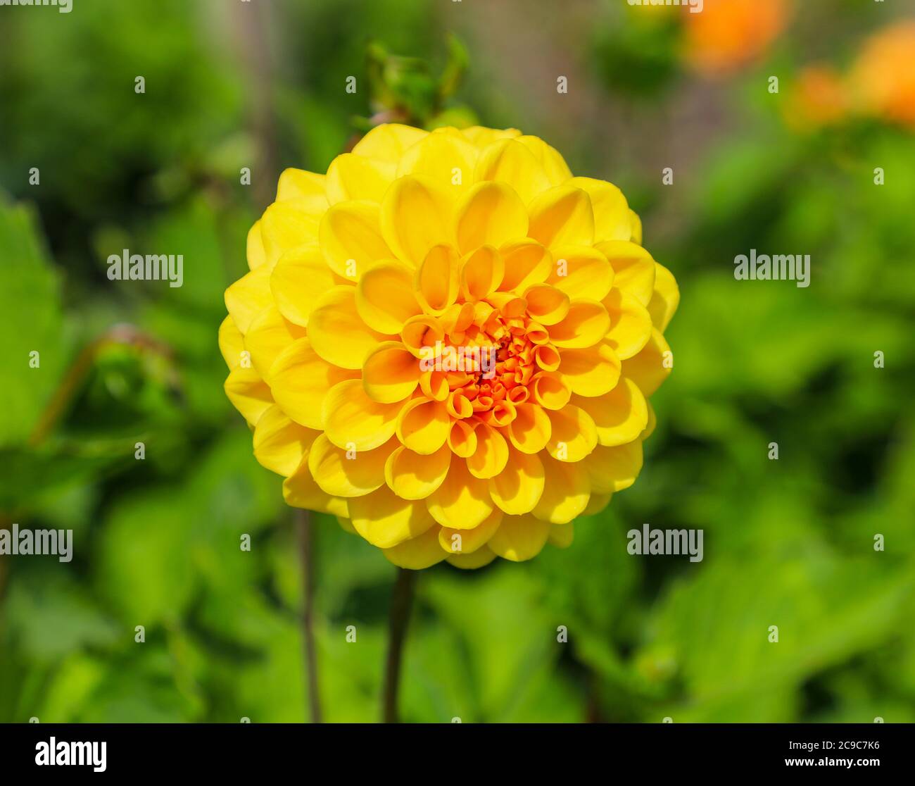 Yellow pom pom flowers hi-res stock photography and images - Alamy
