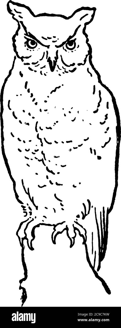 Strigiformes order Stock Vector Images - Alamy