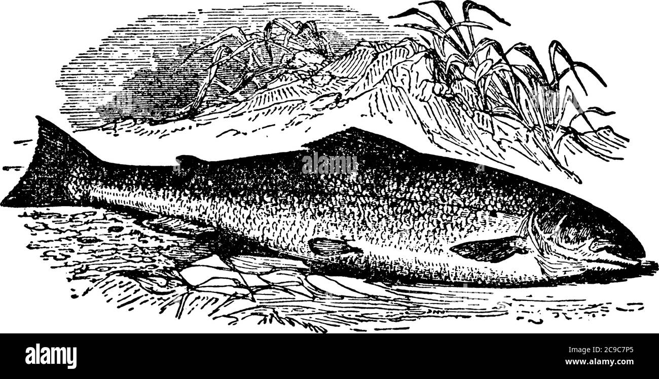 Salmon rich Black and White Stock Photos & Images - Alamy